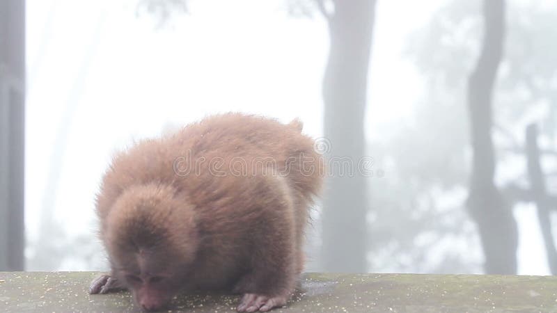 Monkey stock video. Video of animal, body, clever, downy - 43423921