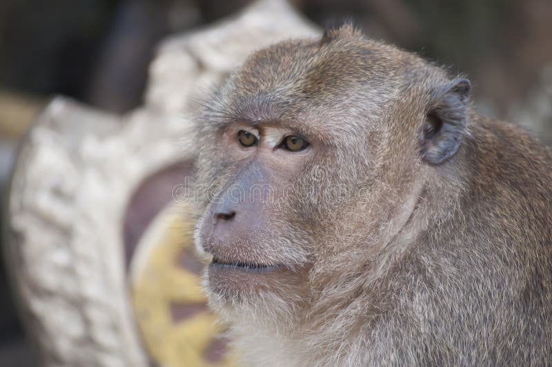 Monkey stock photo. Image of face, habitat, national - 63984112