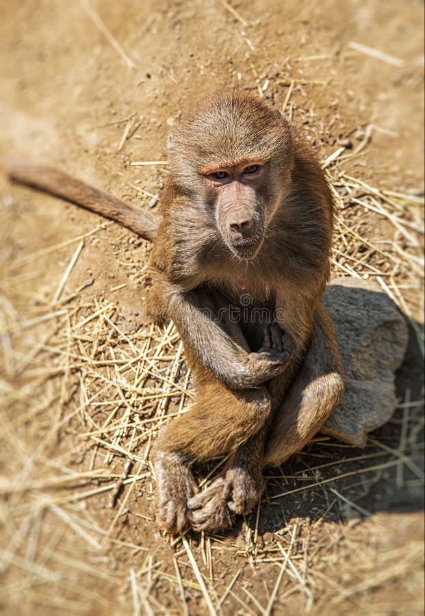 Monkey close up. stock image. Image of endangered, cute - 271138575