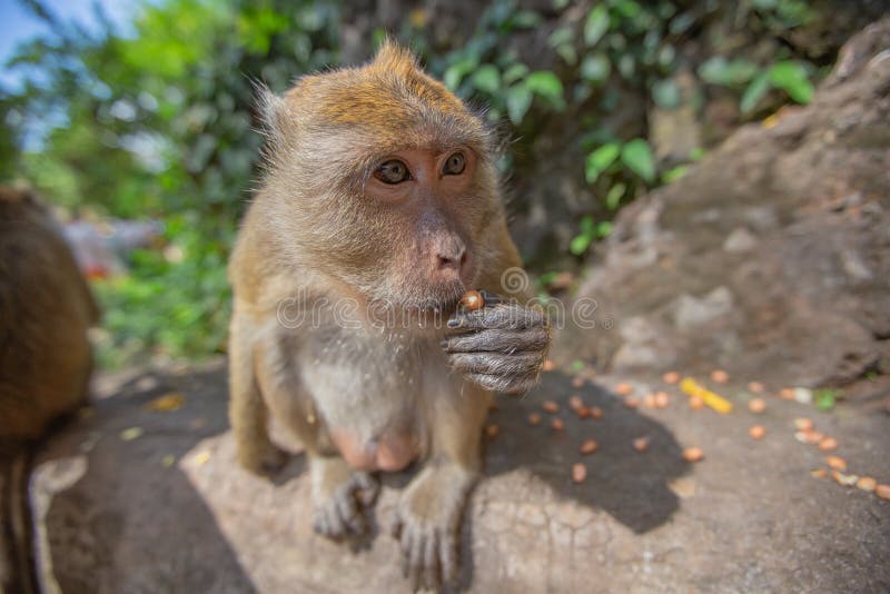 The Monkey is Closely Located. Photographed at Wide Angle Stock Image ...