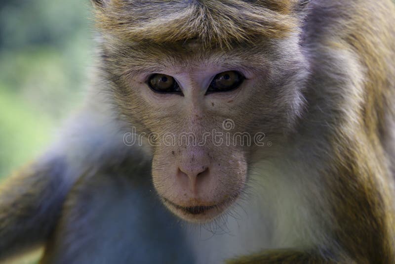 1,256 Serious Monkey Stock Photos - Free & Royalty-Free Stock Photos ...