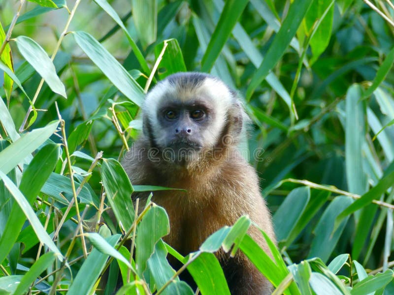 Monkey in the Cloud Forest Peru Amazone Stock Image - Image of jungle ...