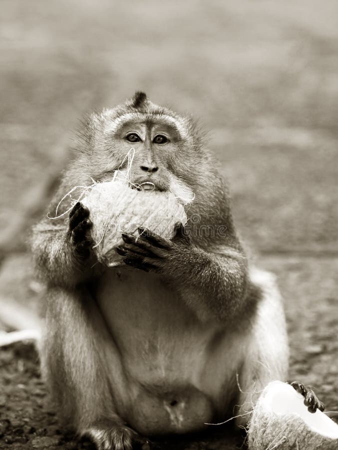 Monkey stock image. Image of captivity, jungle, primitive - 29769239