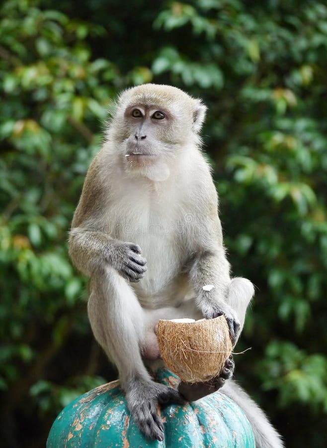 A Monkey with a Coconut stock image. Image of natural - 28214733