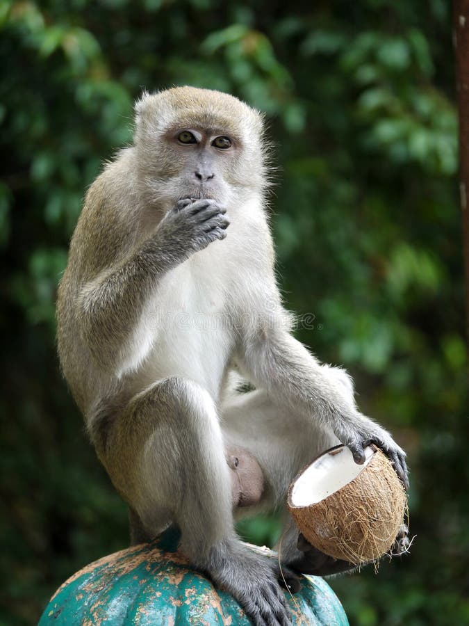 A Monkey with a Coconut stock image. Image of natural - 28214733