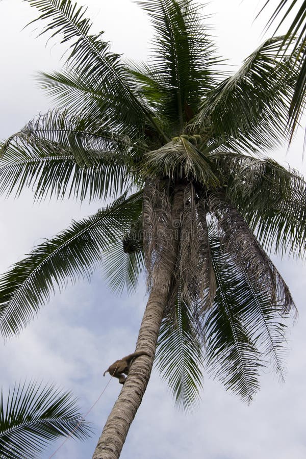 Monkey in a coconut tree stock photo. Image of tree, pick - 988776