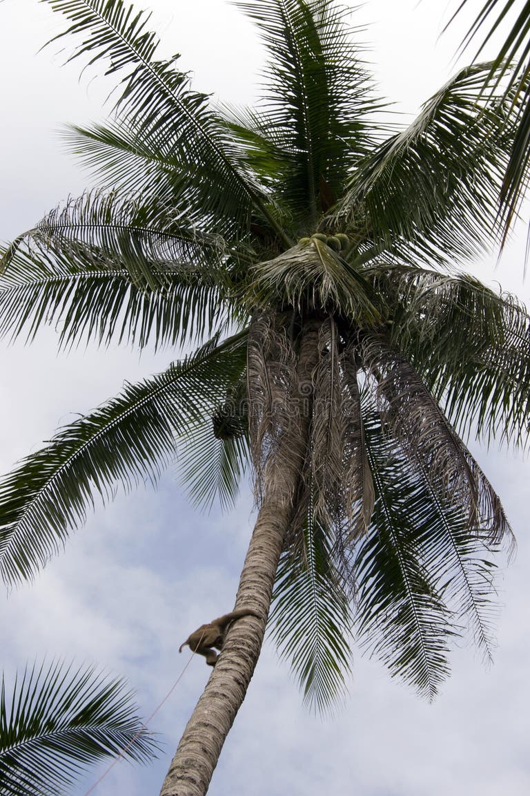Monkey Climb Coconut Tree Stock Photos - Free & Royalty-Free Stock ...