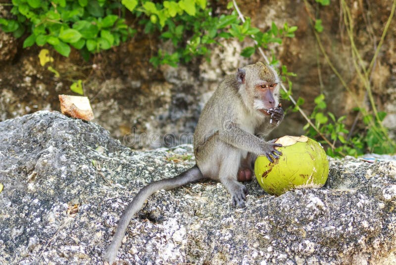 A Monkey with a Coconut in the Wild , Indonesia the Island of Ba Stock ...