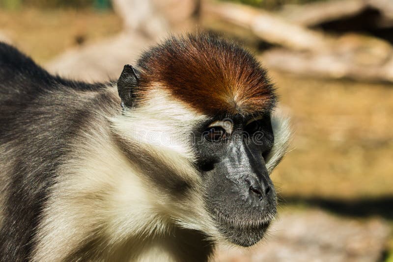 Collared mangabey stock image. Image of mangabey, cercocebus - 25798851