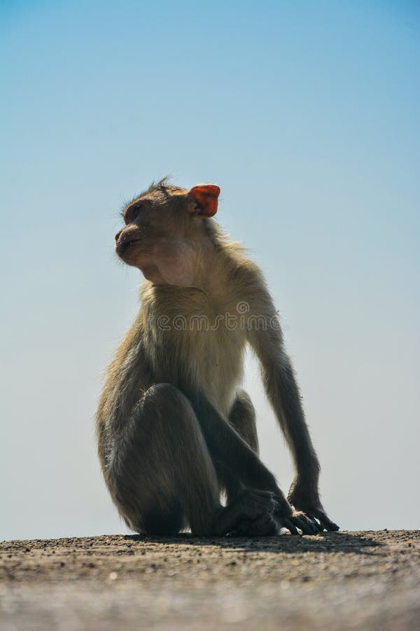 Monkey stock photo. Image of travel, wild, primate, safari - 94074282