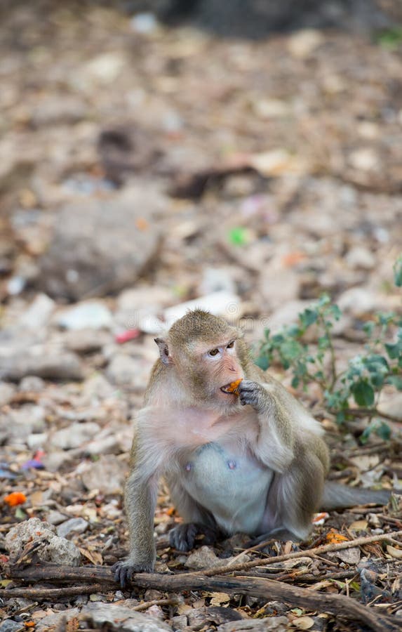 Macaco que come na terra foto de stock. Imagem de novo - 64201792