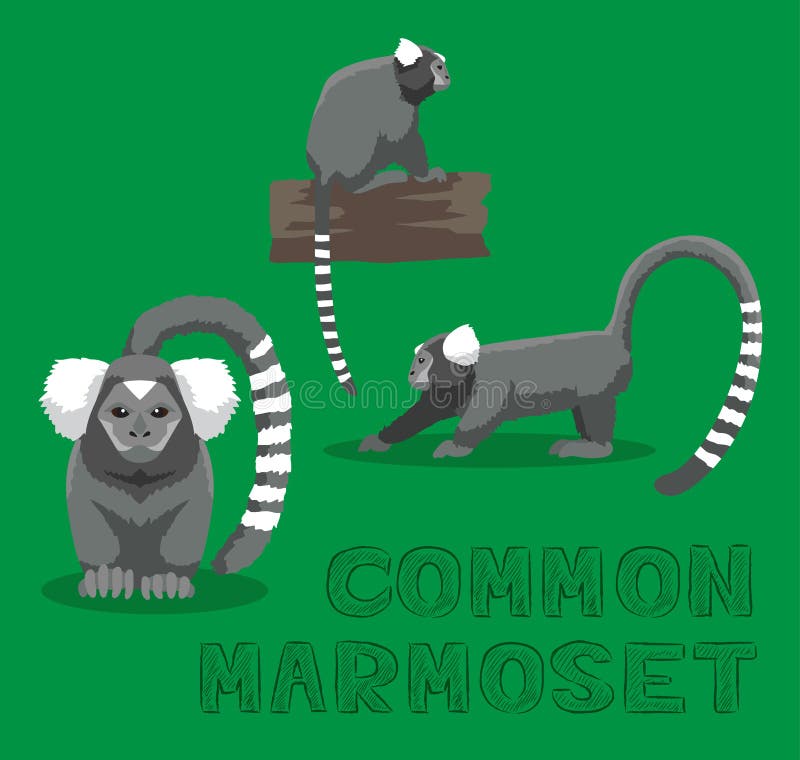 Monkey Common Marmoset Cartoon Vector Illustration Stock Vector ...