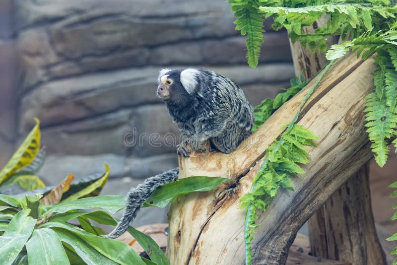 Monkey Common Marmoset Sits on a Large Dry Tree Trunk Stock Photo ...