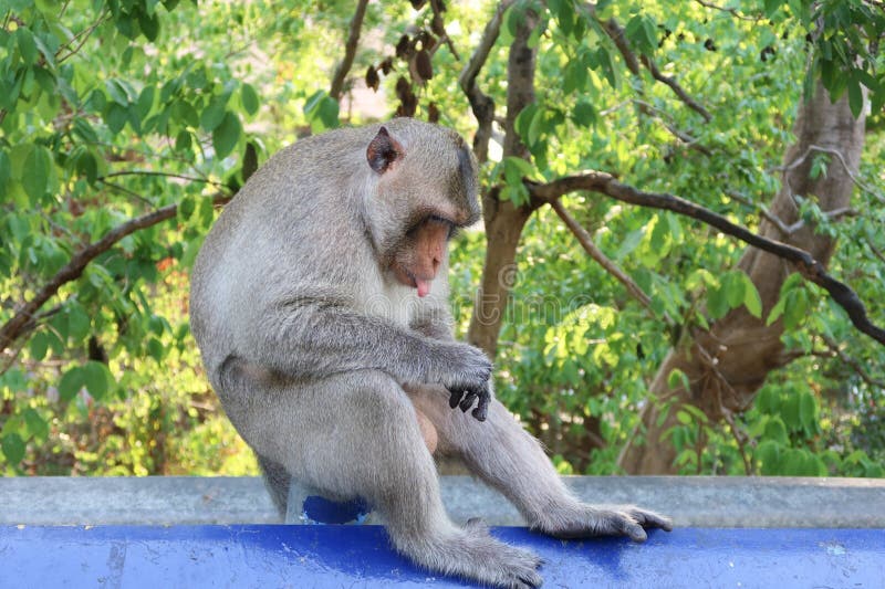 Monkey is the Common Name for Animals in the Phylum Chordata, Class ...