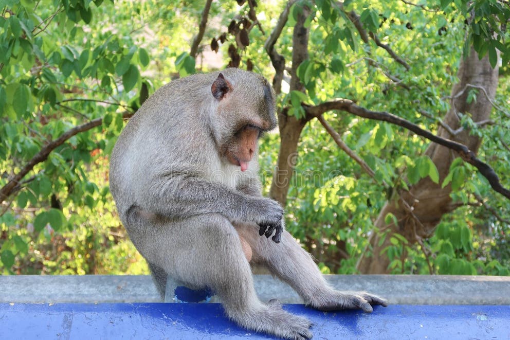 Monkey is the Common Name for Animals in the Phylum Chordata, Class ...