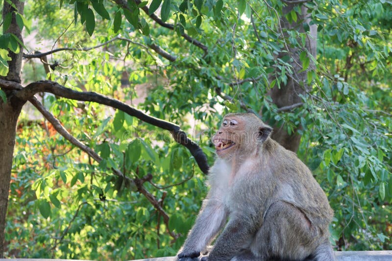 Monkey is the Common Name for Animals in the Phylum Chordata Stock ...