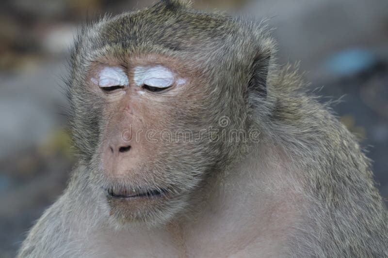 Monkey is the Common Name for Animals in the Phylum that Have a ...