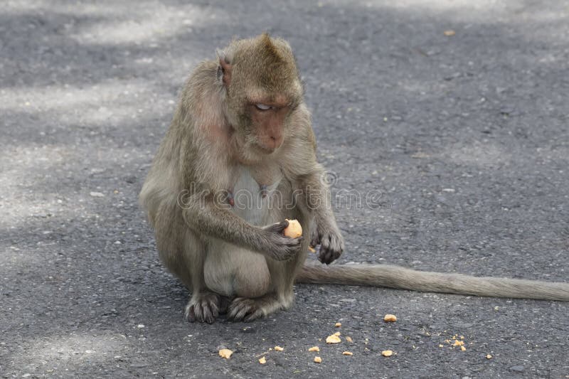 Monkey is the Common Name for Animals in the Phylum that Have a ...