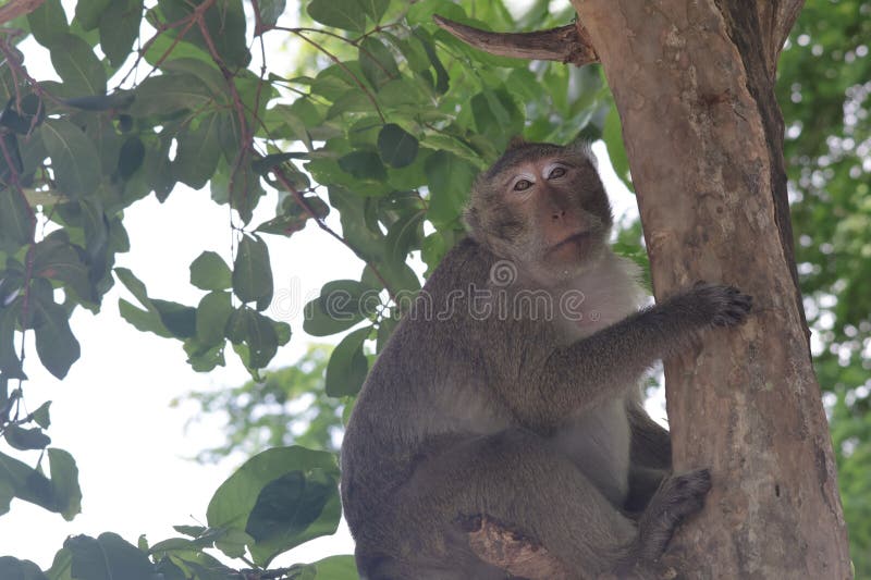 Monkey is the Common Name for Animals in the Phylum that Have a ...