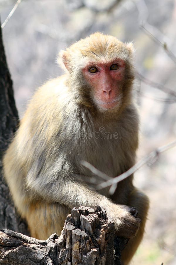 Monkey stock image. Image of forest, animal, primates - 39542157