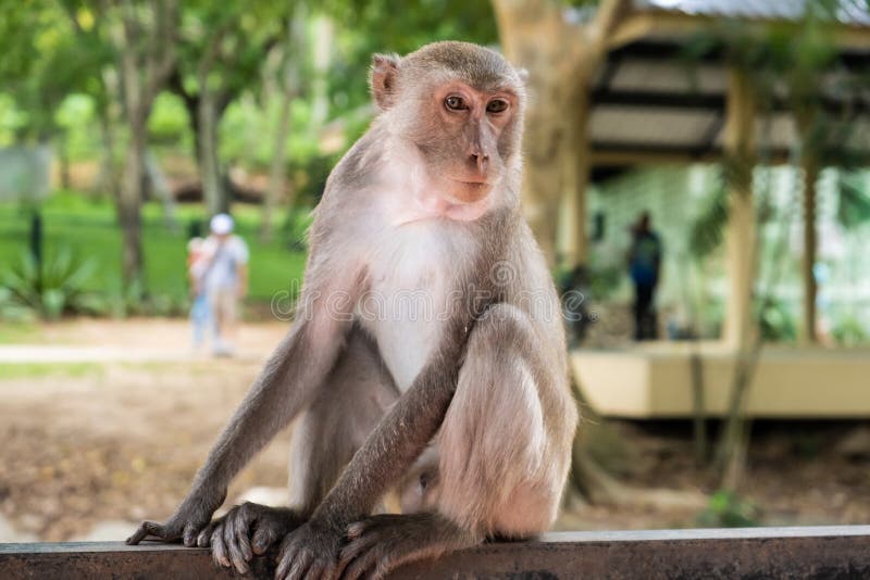Two Monkeys. Sitting Back To Back On A Roof Top And Looking Away ...