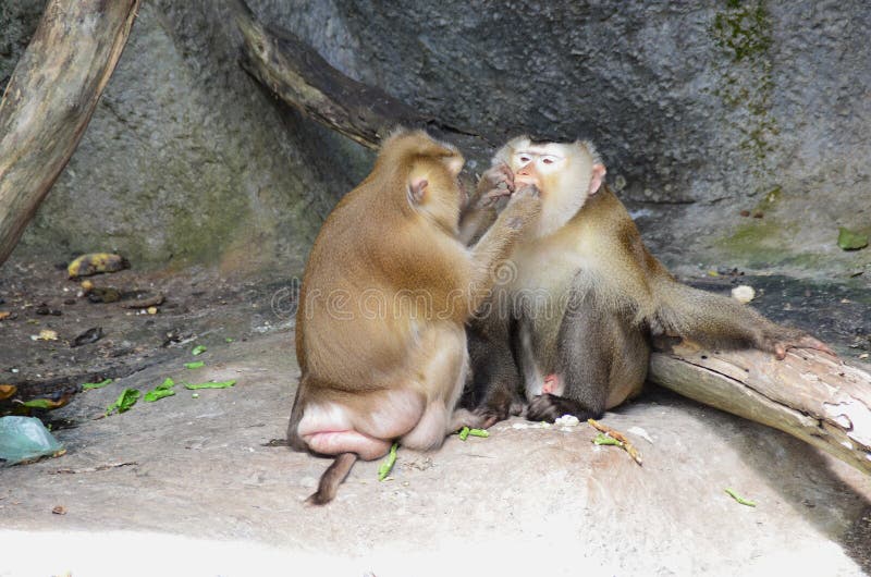 Monkey Controls Stock Photos - Free & Royalty-Free Stock Photos from ...