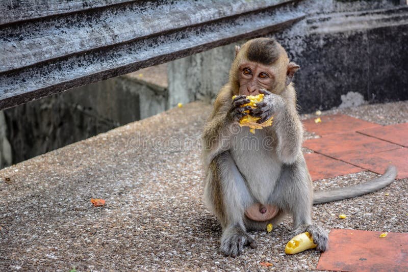 Monkey eat corn Thailand stock photo. Image of tree - 100694732