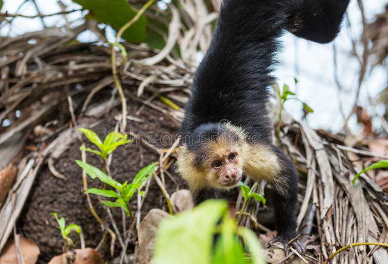 Monkey in Costa Rica stock image. Image of cebuscapucinus - 108811189
