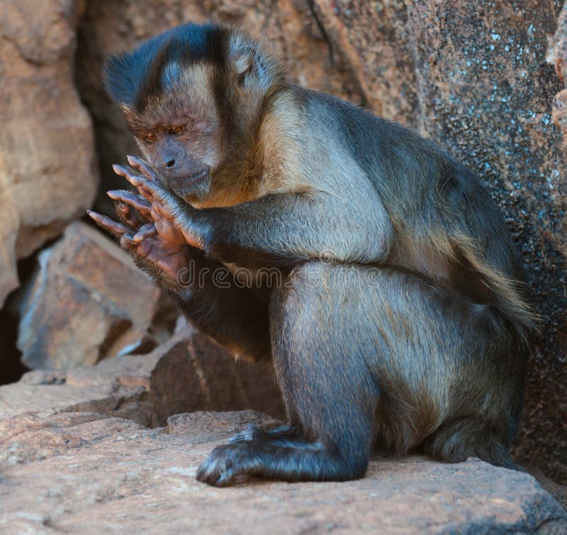 Hooded Capuchin Monkey Behind Bars Stock Image - Image of away ...
