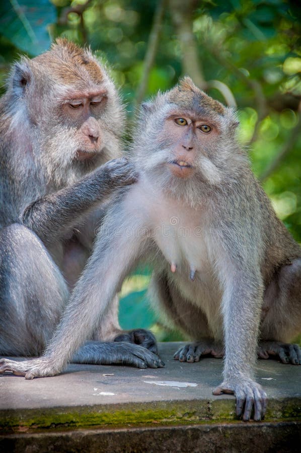 Monkey Couple stock photo. Image of couple, eating, emotions - 59814106