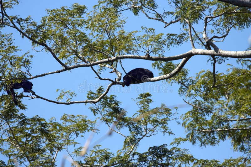 Monkey Couple during Lunch Break Stock Photo - Image of wildlife ...