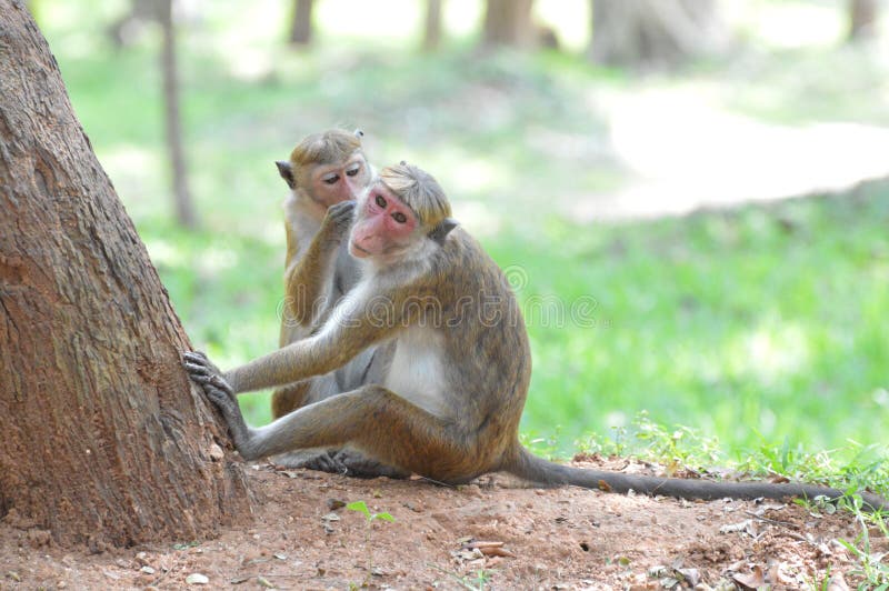 Monkey Couple stock image. Image of expression, forest - 108769755