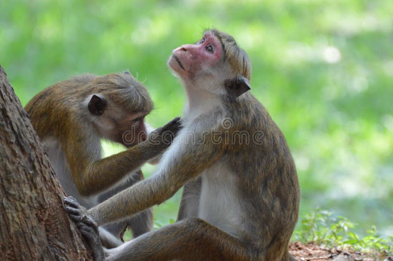 Monkey Couple stock image. Image of srilanka, bared - 108769919