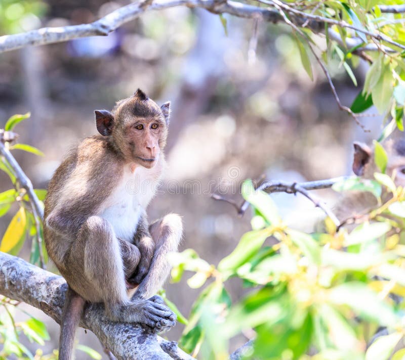 Monkey (crab-eating Macaque) Asia Thailand Stock Image - Image of ...
