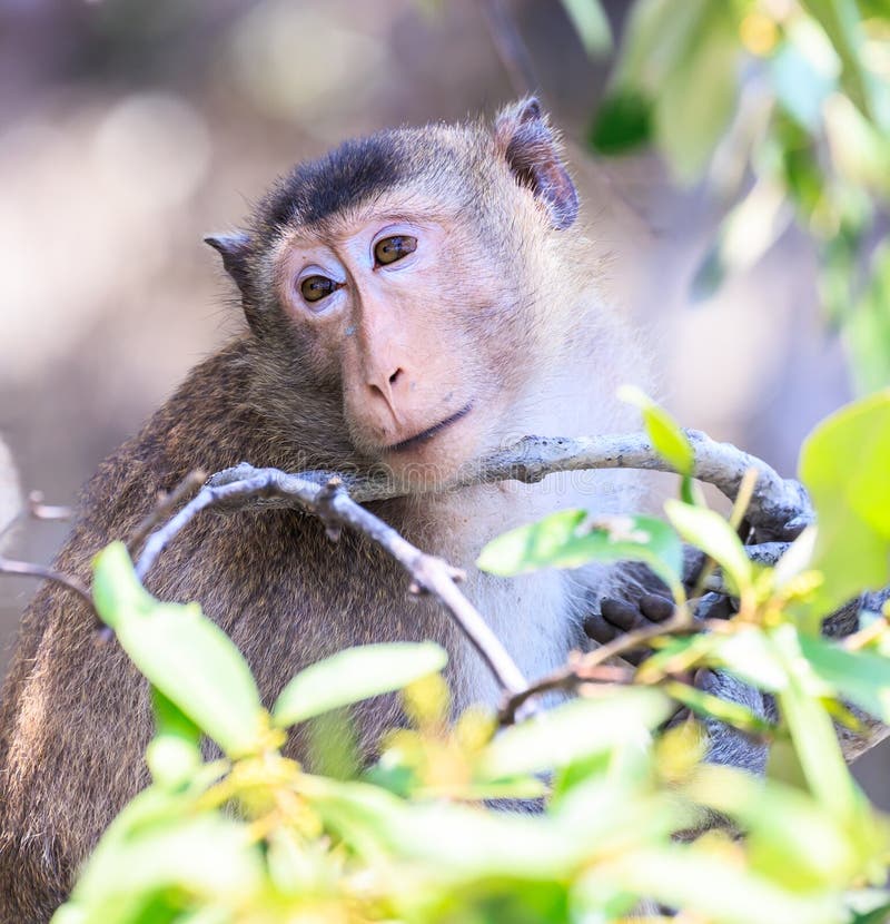 Monkey (crab-eating Macaque) Asia Thailand Stock Image - Image of ...