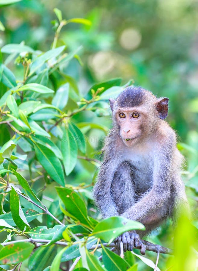 Crab- Eating Macaque (Macaca Irus) Monkey Stock Photo - Image of ...