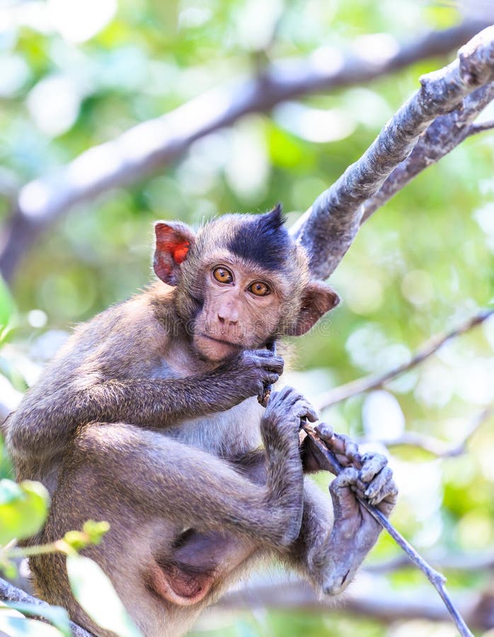 Crab- Eating Macaque (Macaca Irus) Monkey Stock Photo - Image of ...