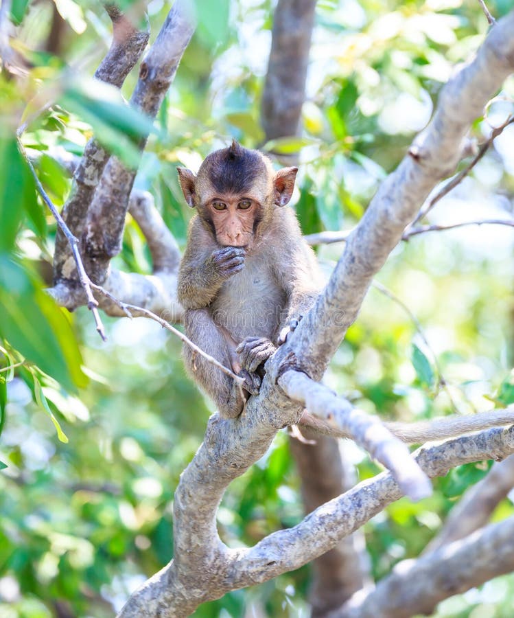 Monkey (crab-eating Macaque) Asia Thailand Stock Photo - Image of ...