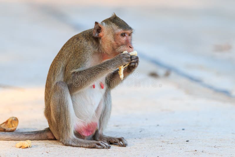 Monkey (Crab-eating Macaque) Eating Banana Stock Image - Image of grass ...