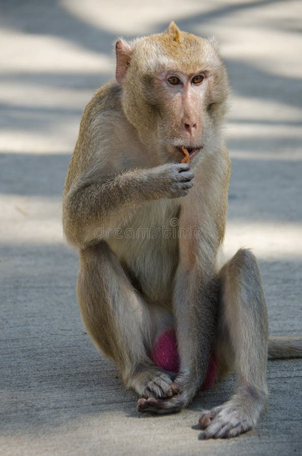Monkey , Crab-eating Macaque Stock Image - Image of park, asia: 61831253