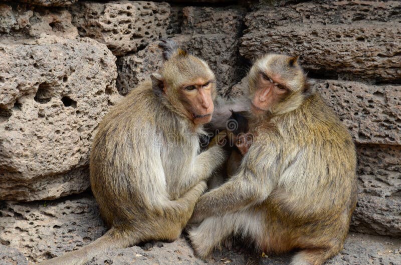 Monkey, the Crab-eating Macaque. a Medium-sized Monkey, Brown Ha Stock ...