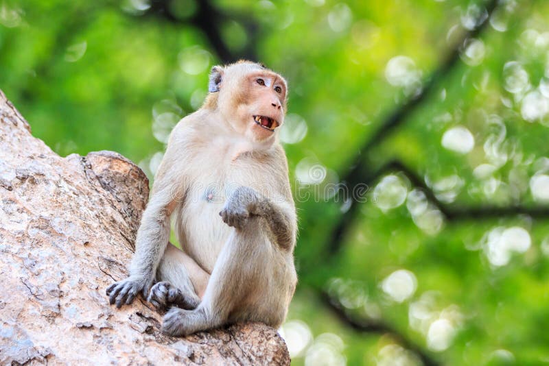 Monkey (Crab-eating Macaque) on Tree Stock Image - Image of jungle ...