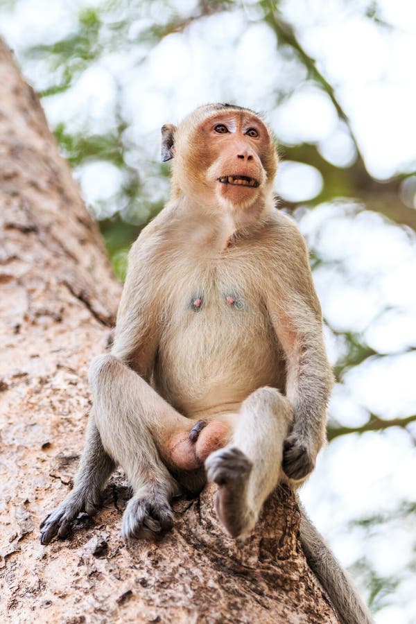 Monkey (Crab-eating Macaque) on Tree Stock Image - Image of monkey ...