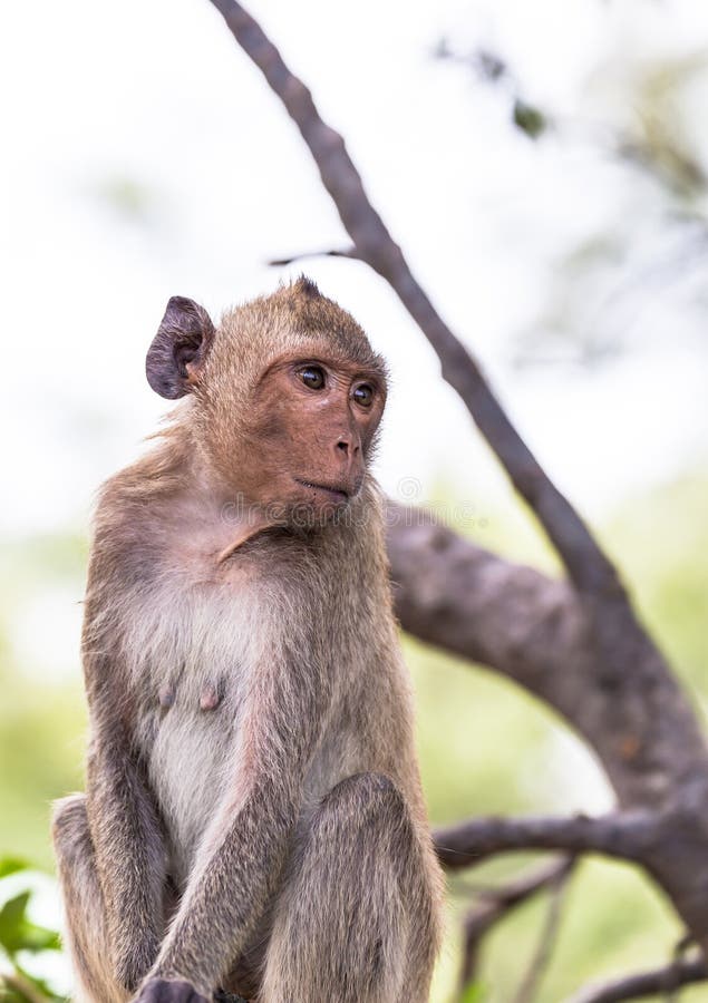 Crab- Eating Macaque (Macaca Irus) Monkey Stock Photo - Image of ...