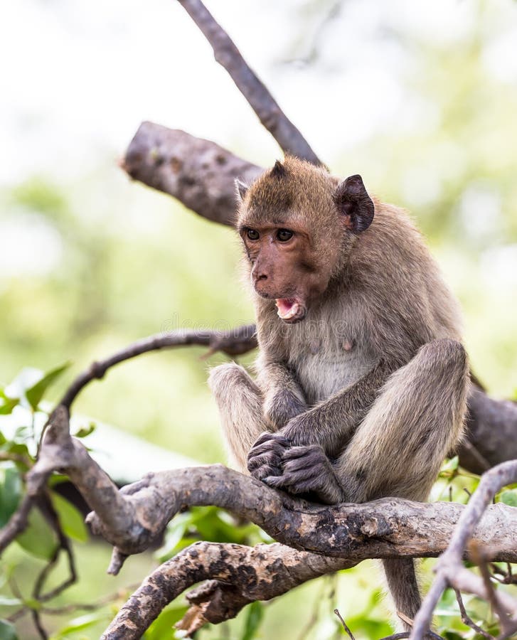 Monkey (crab-eating Macaque) Stock Image - Image of mangrove, forest ...