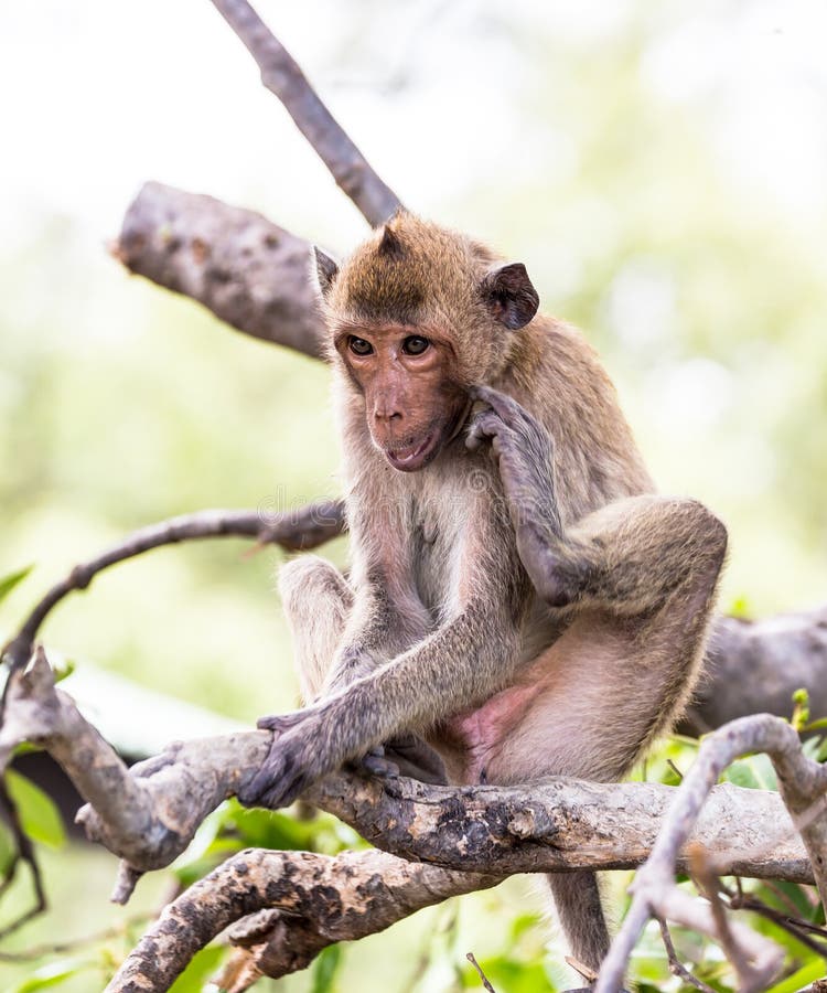 Crab- Eating Macaque (Macaca Irus) Monkey Stock Photo - Image of ...