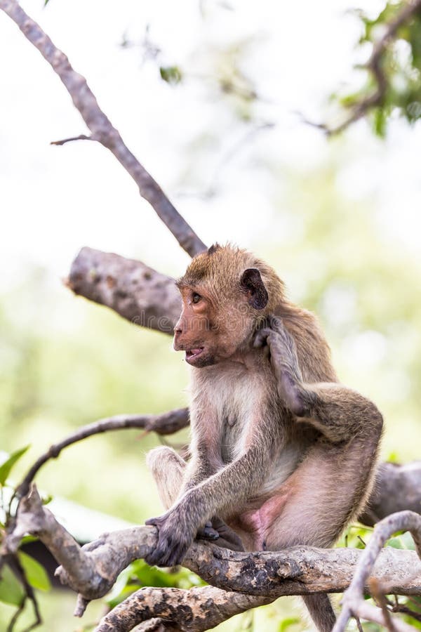 Crab- Eating Macaque (Macaca Irus) Monkey Stock Photo - Image of ...