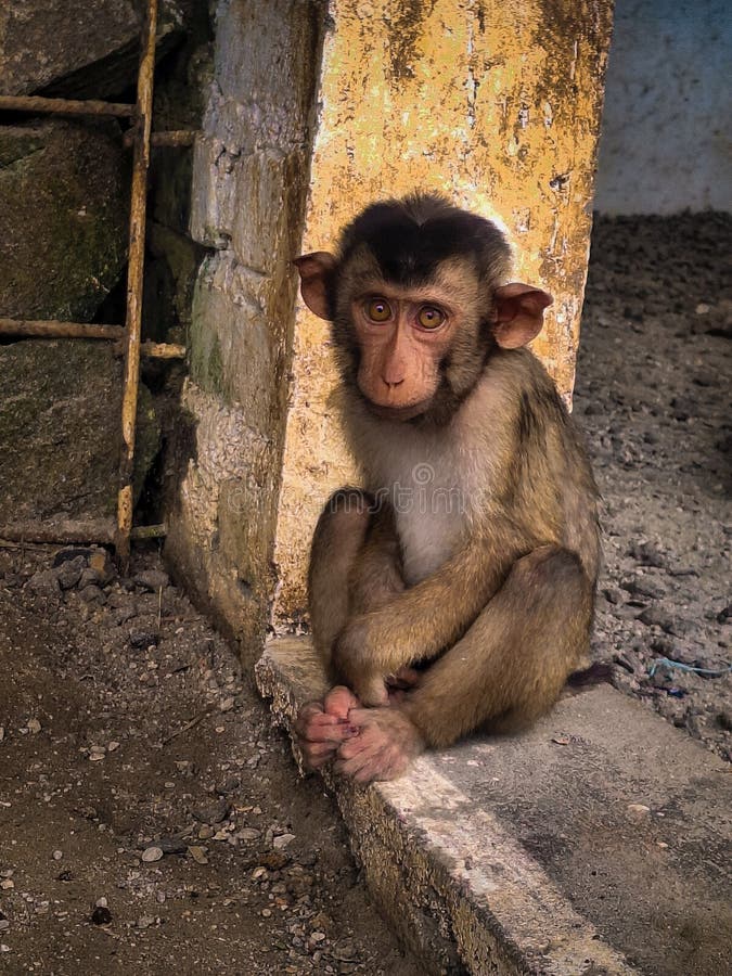 A Monkey, Nature S Playful Acrobat, Swinging through the Treetops with ...