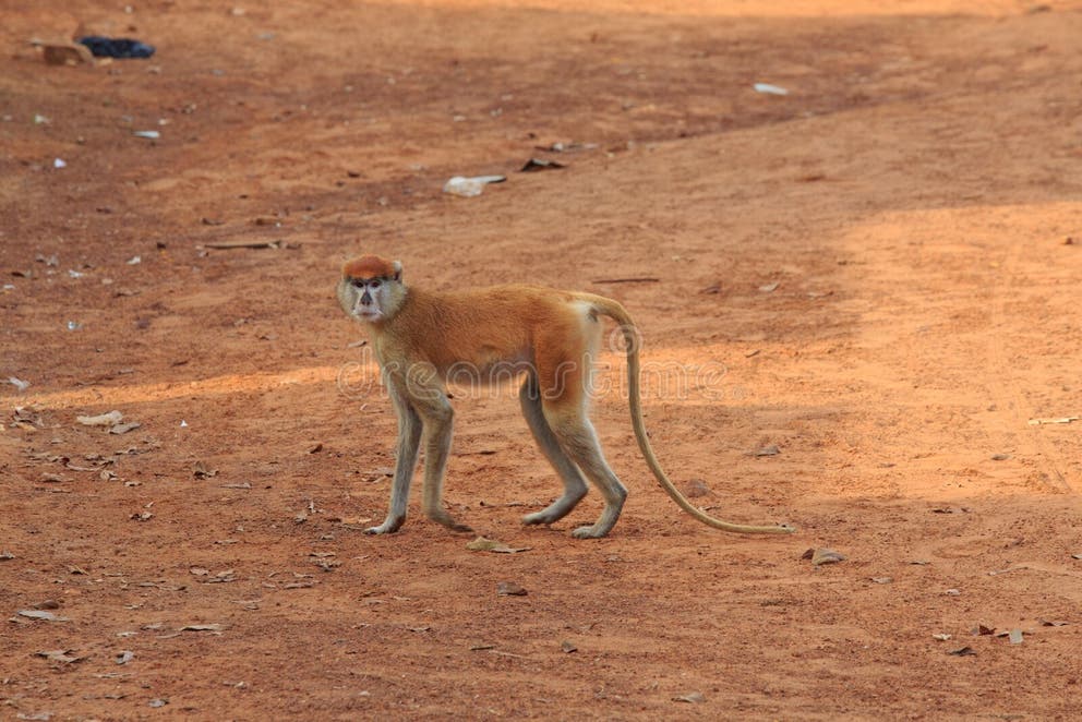 Monkey crossing a path stock photo. Image of national - 27943024