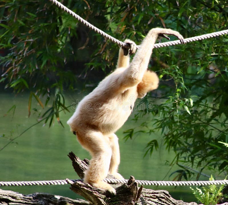 Monkey stock image. Image of monkey, crossing, primate - 114826337